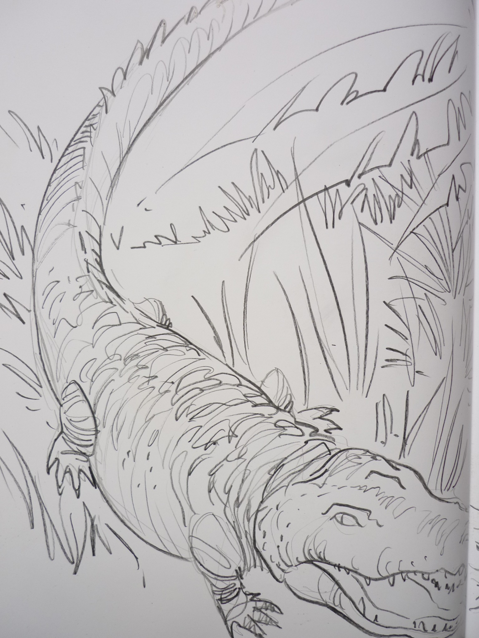 Crocodile par Luc Jacamon - Dédicace