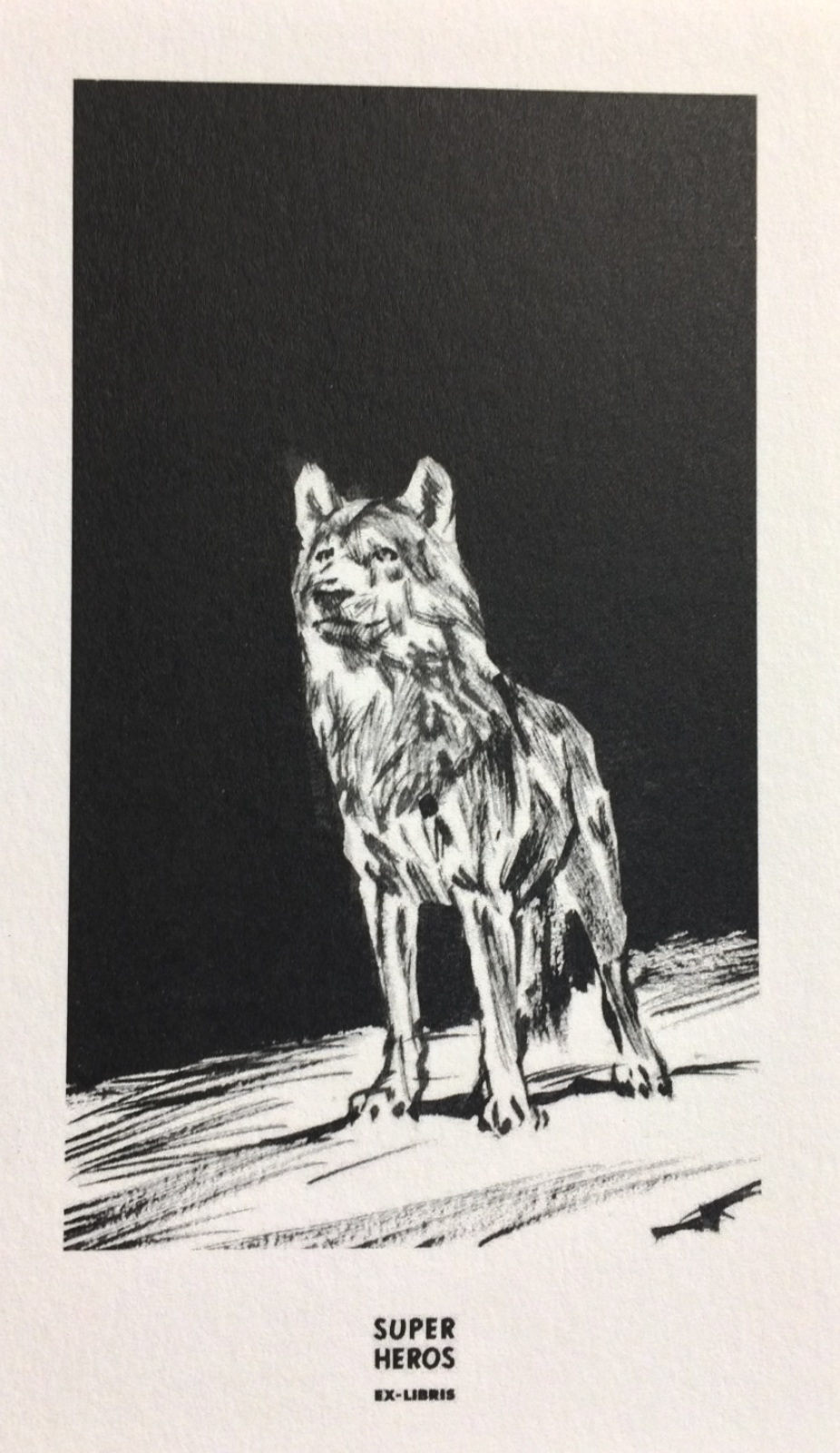 Le loup par Jean-Marc Rochette - Illustration